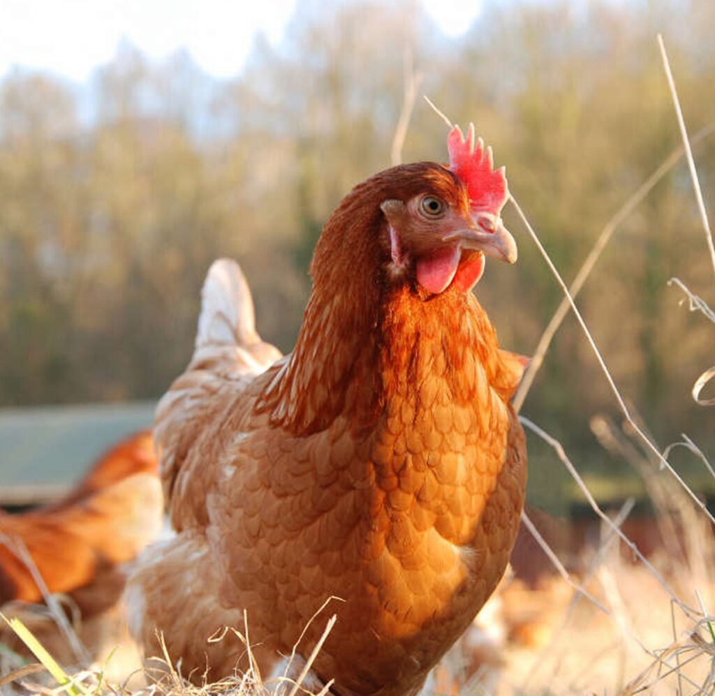 Veterinary - St Davids Poultry Team Ireland