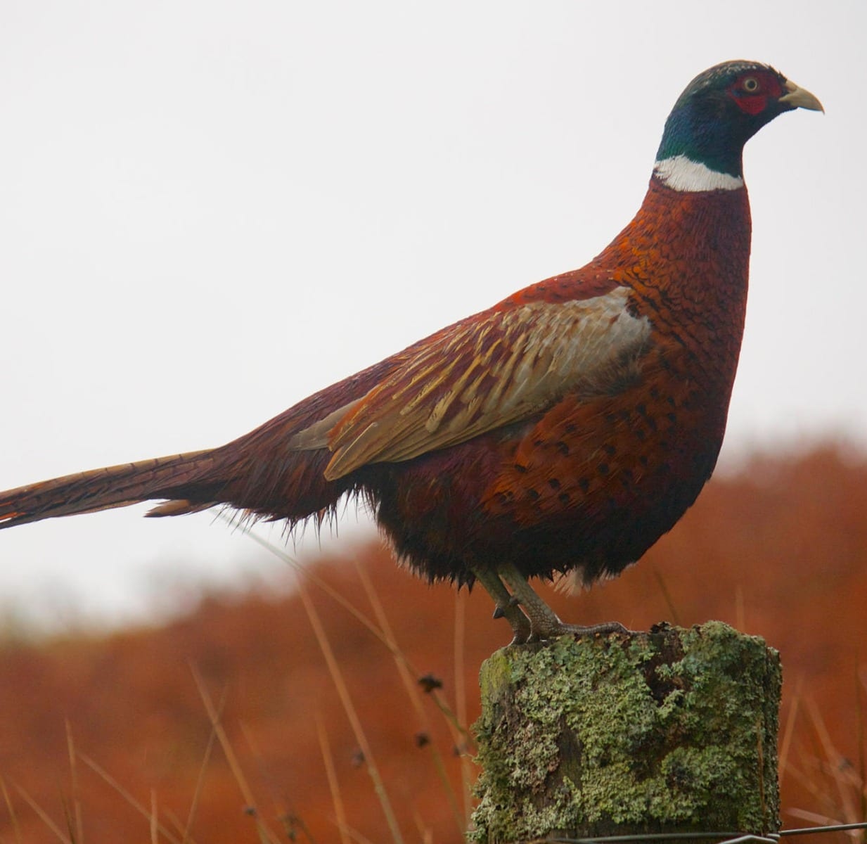 Veterinary - St Davids Poultry Team Ireland
