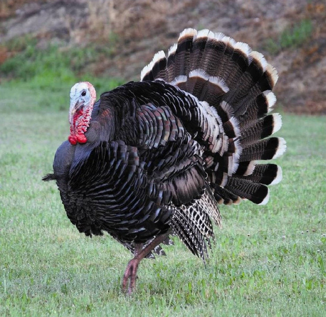 Veterinary - St Davids Poultry Team Ireland