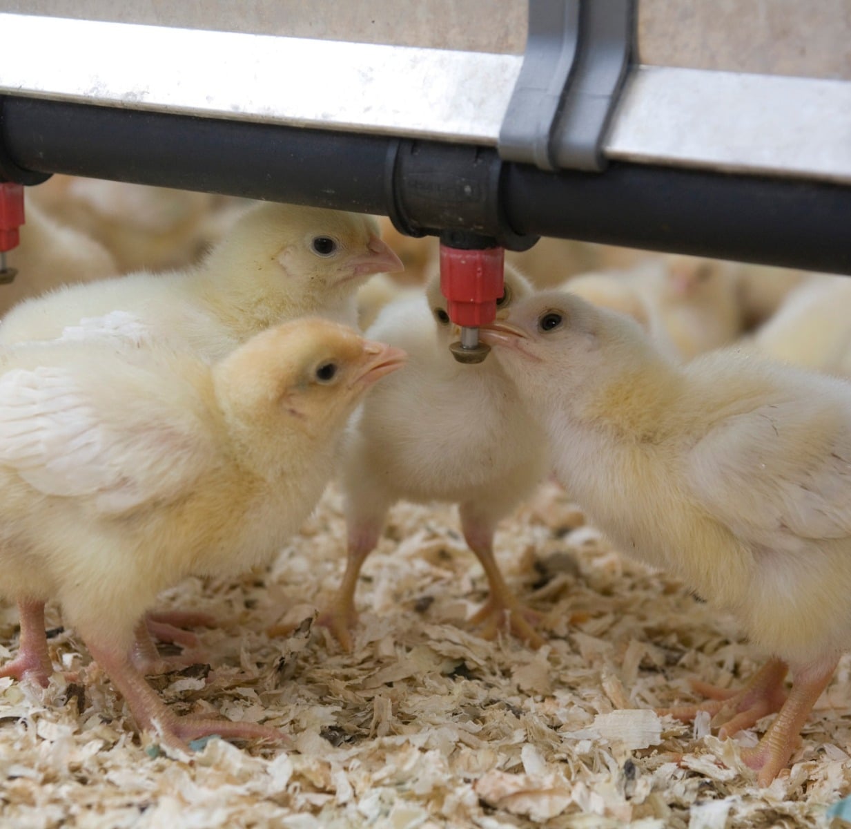 Veterinary - St Davids Poultry Team Ireland