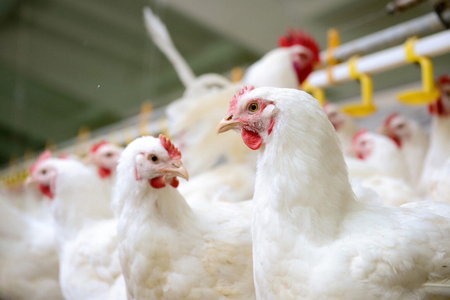 St Davids Poultry Team Ireland – Leading poultry vets serving the ...