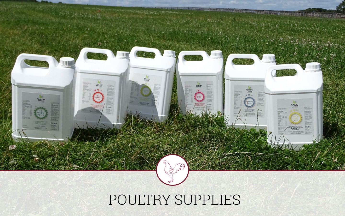 St David's Poultry Team Ireland Homepage