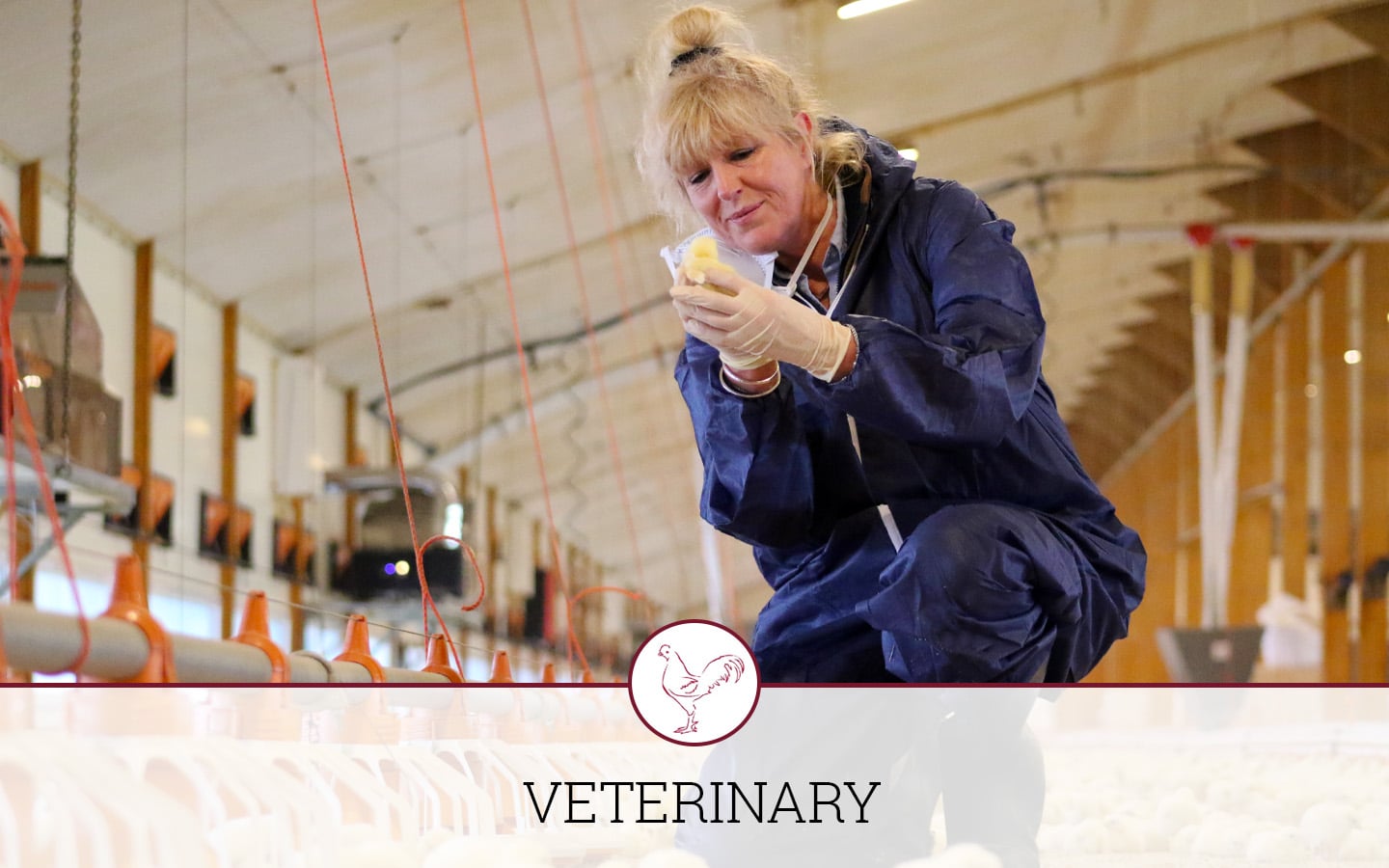 St David's Poultry Team Ireland Homepage