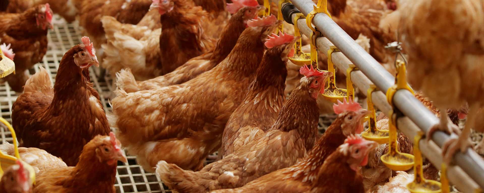 Poultry Supplies - St Davids Poultry Team Ireland