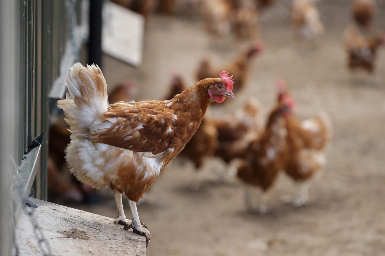St Davids Poultry Team Ireland – Leading poultry vets serving the ...