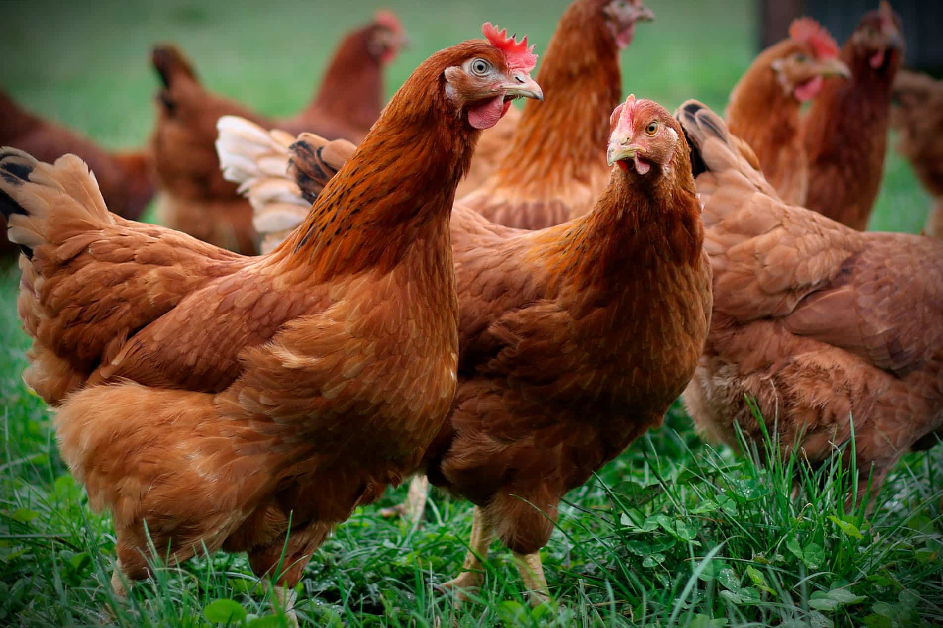 St David's Poultry Team Ireland Homepage